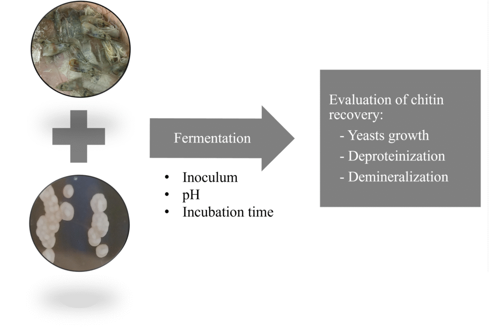 Effect of culture conditions on chitin recovery from shrimp heads by ...
