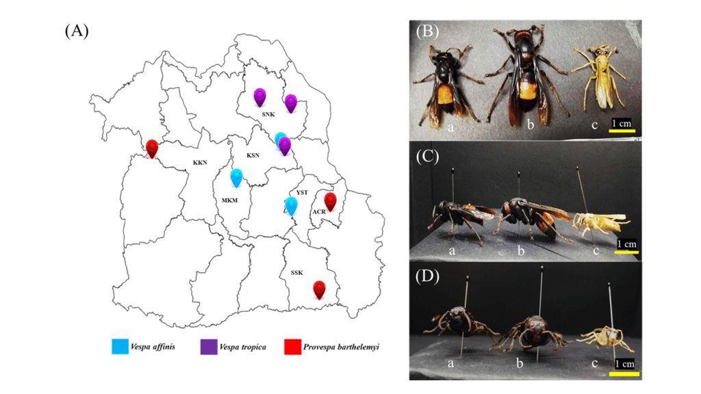 Morphology of sting, venom duct, venom sac and venom gland of wasps ...